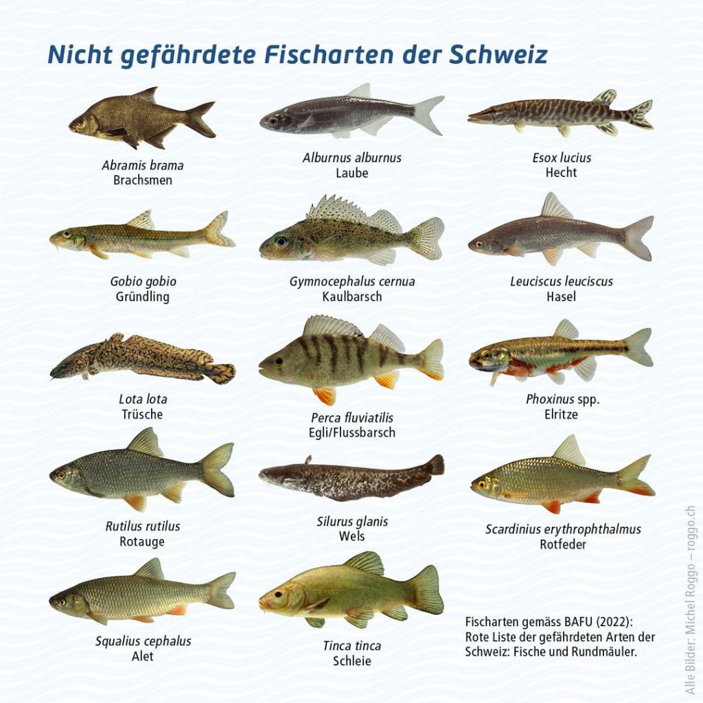 Vielfalt der Schweizer Fische